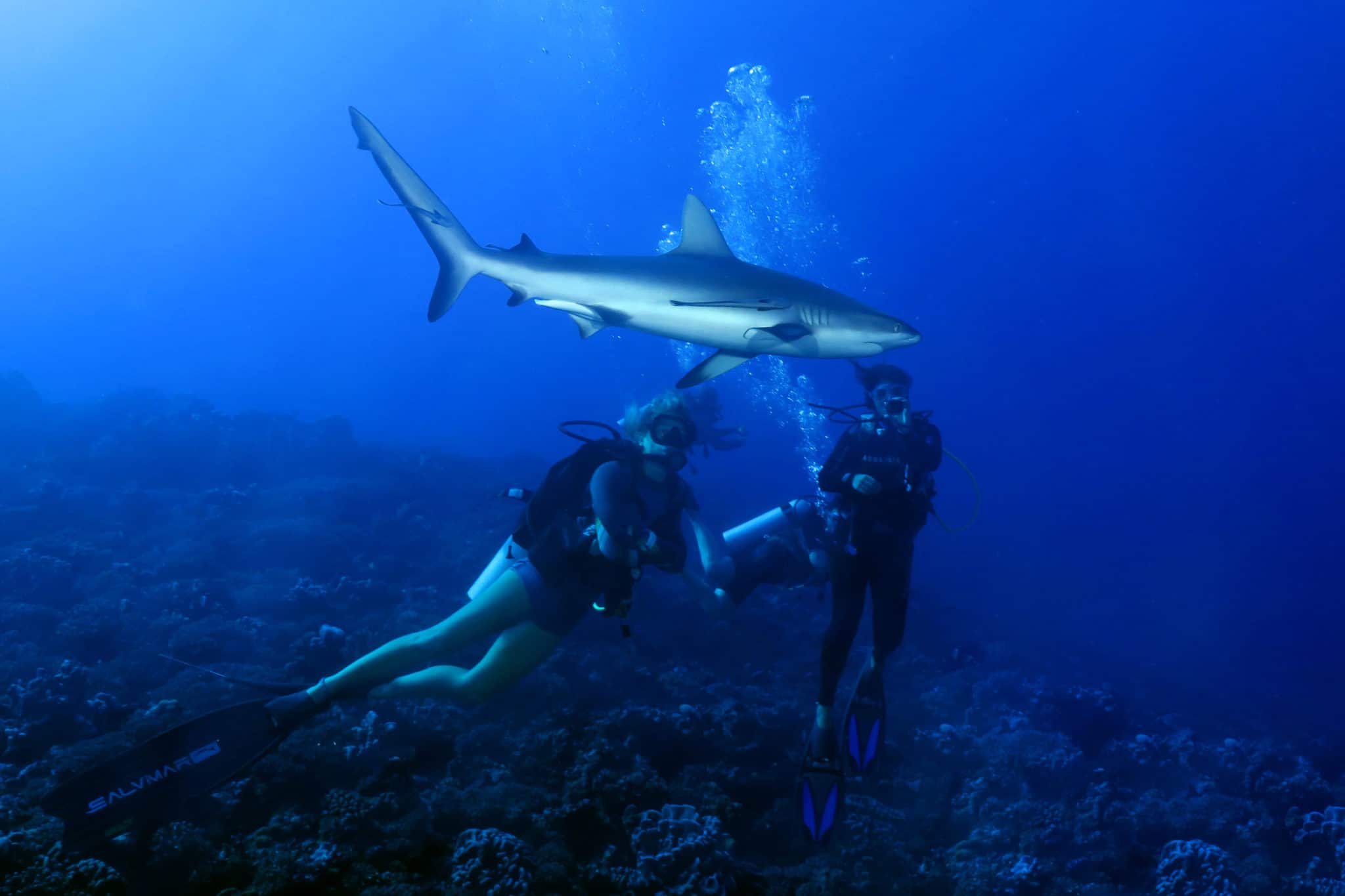 Diving in Fakarava shark paradise, French Polynesia