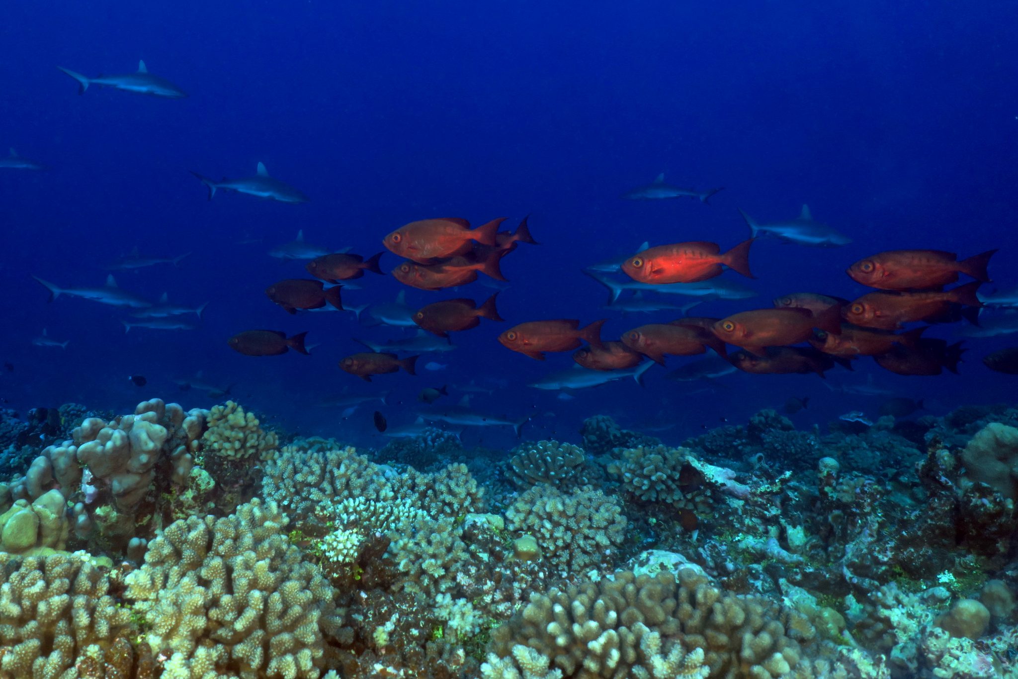 Diving in Fakarava shark paradise, French Polynesia