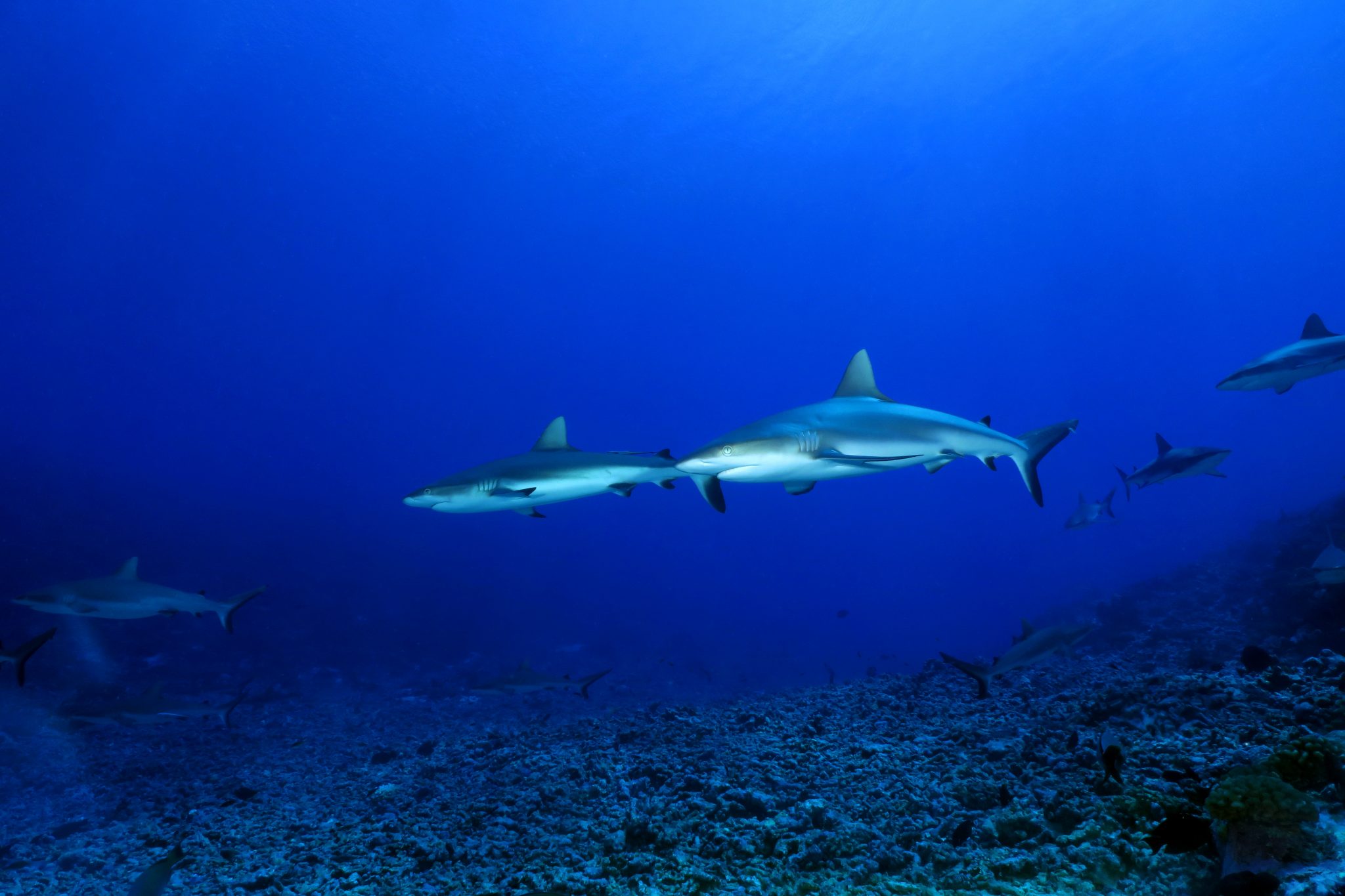 Diving in Fakarava shark paradise, French Polynesia