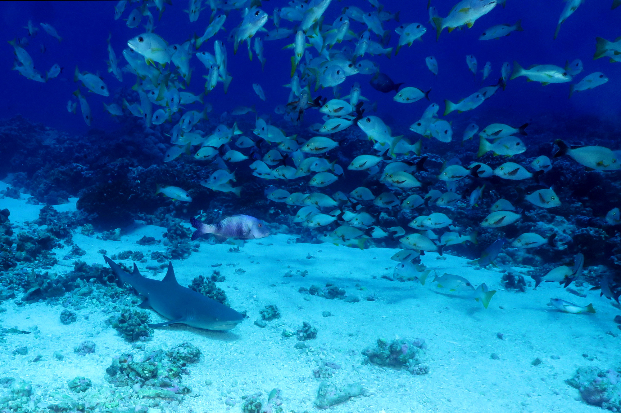 Diving in Fakarava shark paradise, French Polynesia