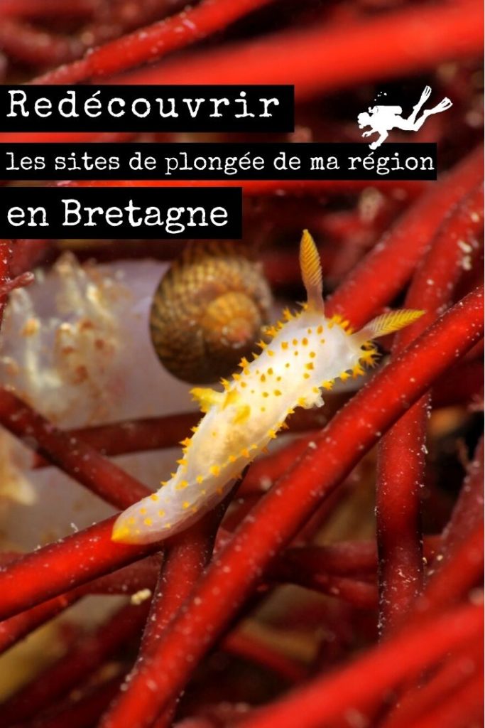 Redécouvrir les sites de plongée de ma région en Bretagne