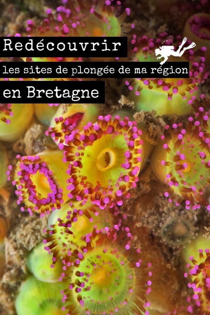 Redécouvrir les sites de plongée de ma région en Bretagne